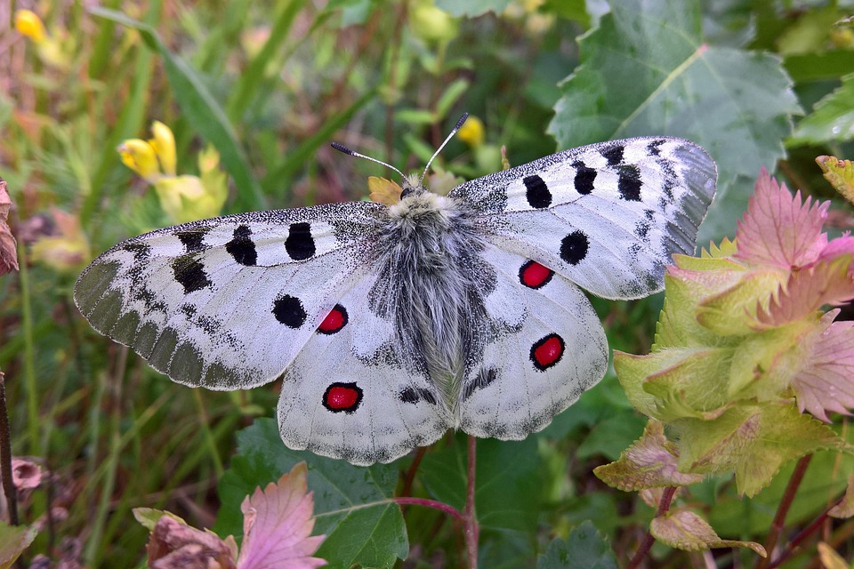 Parnassius 阿波罗 蝴蝶 - Pixabay上的免费照片