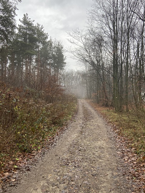 Nature Way Landscape - Free photo on Pixabay - Pixabay