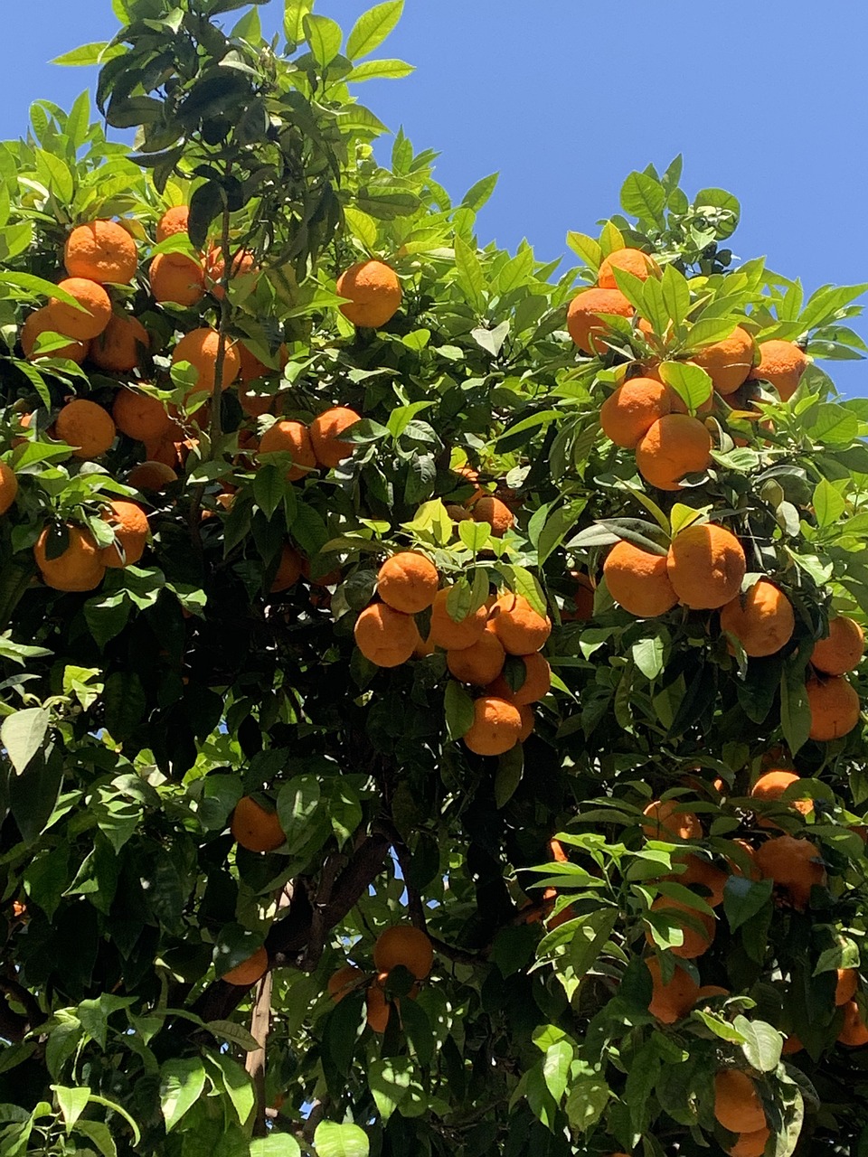 Orange Arbre Fruit Des - Photo gratuite sur Pixabay - Pixabay