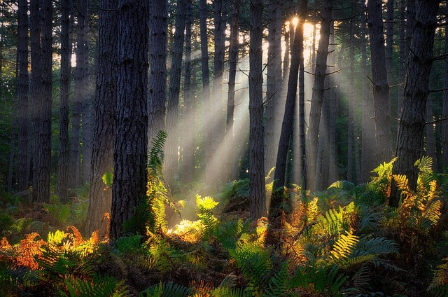 Bosque De Carnelle Pino Helechos - Foto gratis en Pixabay - Pixabay