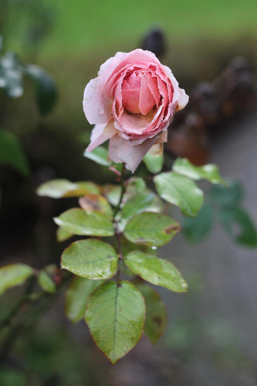 Rose Flower Bloem - Free photo on Pixabay