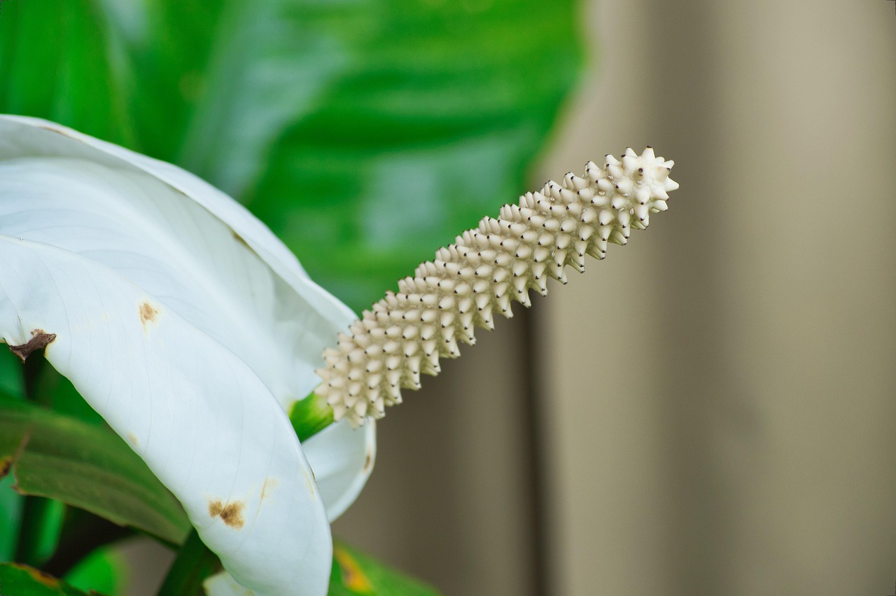 Costa Rica Flowers Yard - Free photo on Pixabay - Pixabay