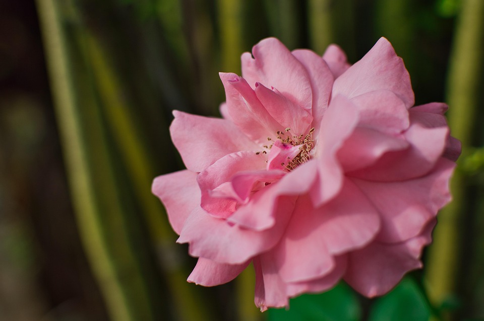 Costa Rica Jardín Flor - Foto gratis en Pixabay