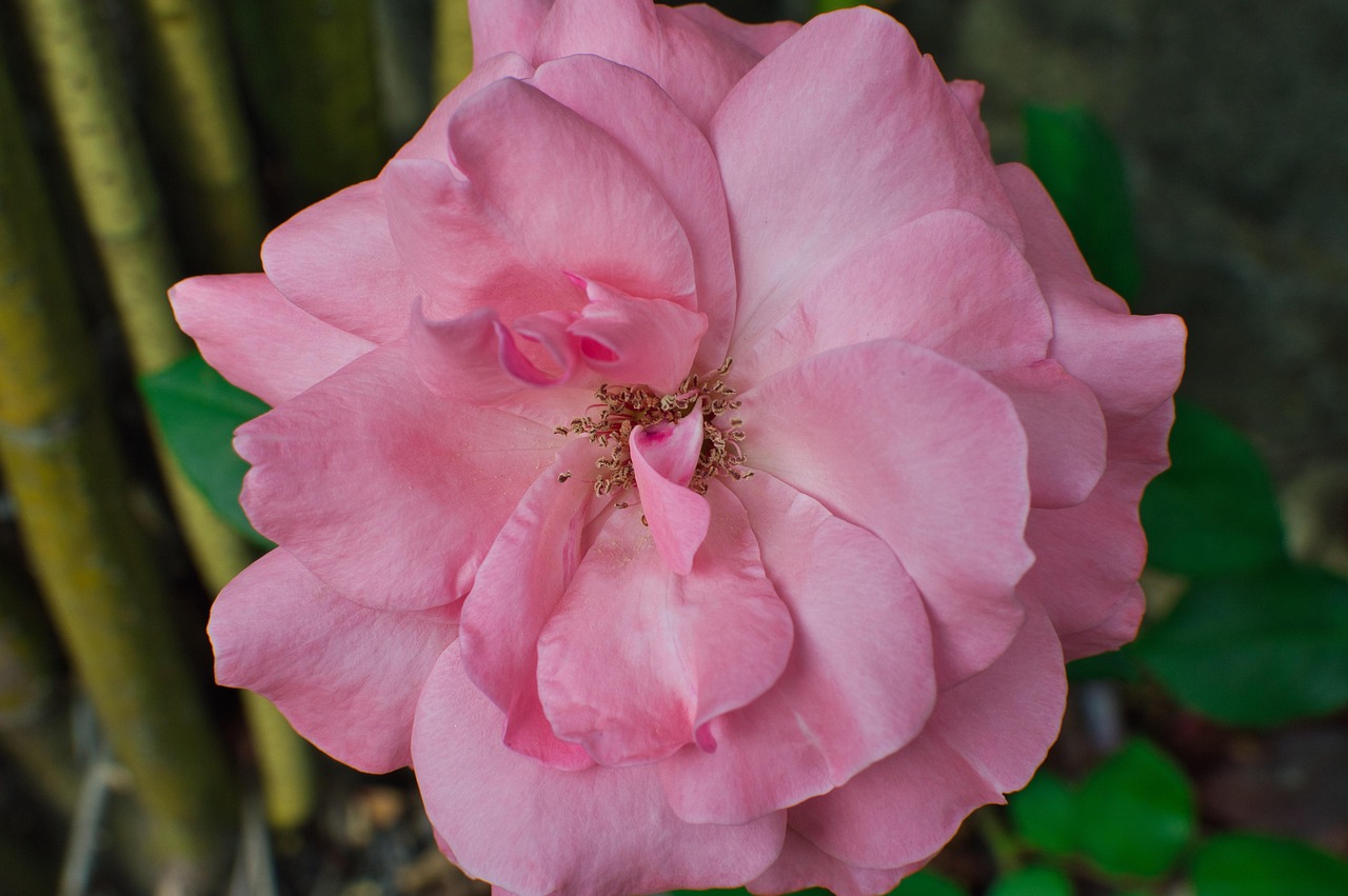 Costa Rica Cour Fleur - Photo gratuite sur Pixabay - Pixabay