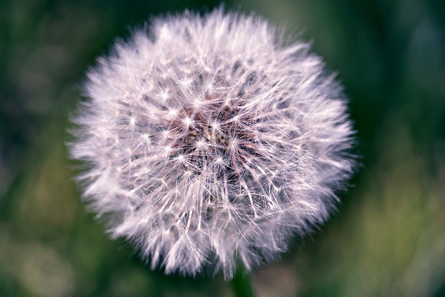 Bunga Dandelion Musim Semi Alam - Foto gratis di Pixabay - Pixabay