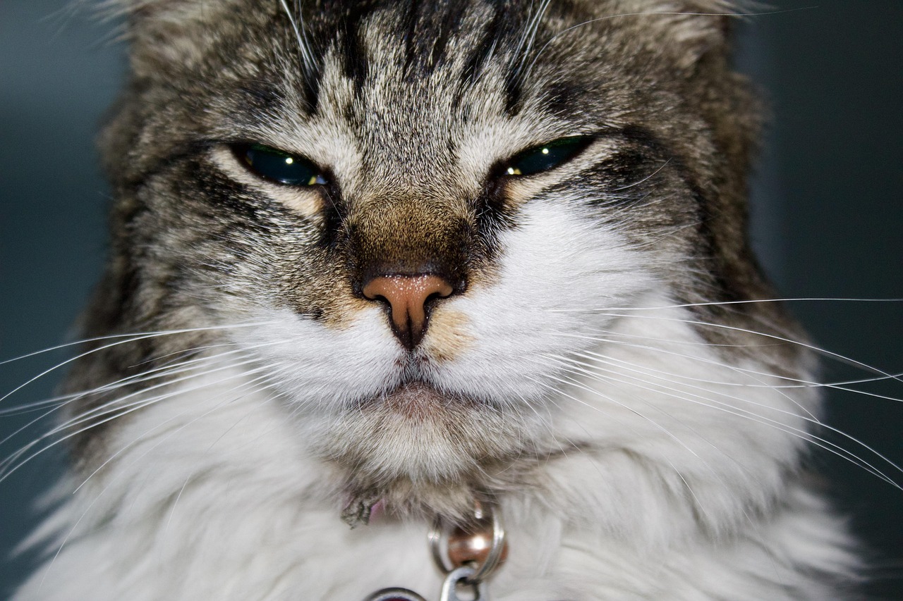 Gato Doméstico Rostro - Foto gratis en Pixabay - Pixabay