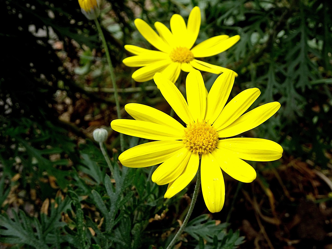 Flores Color Amarillo Floreciente - Foto gratis en Pixabay - Pixabay