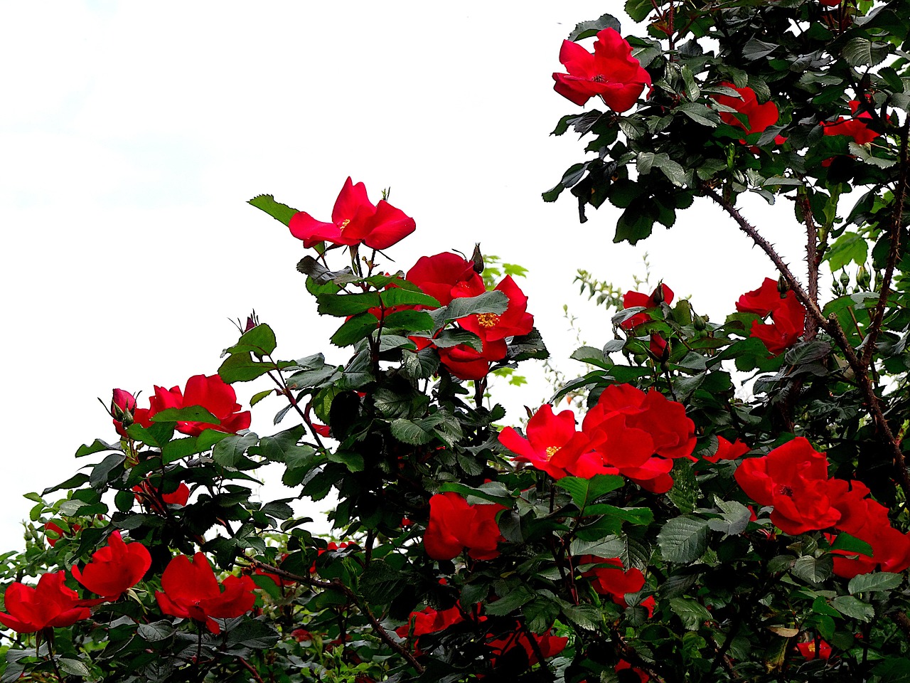 Más de 1 000 imágenes gratis de Rosales y Rosal - Pixabay