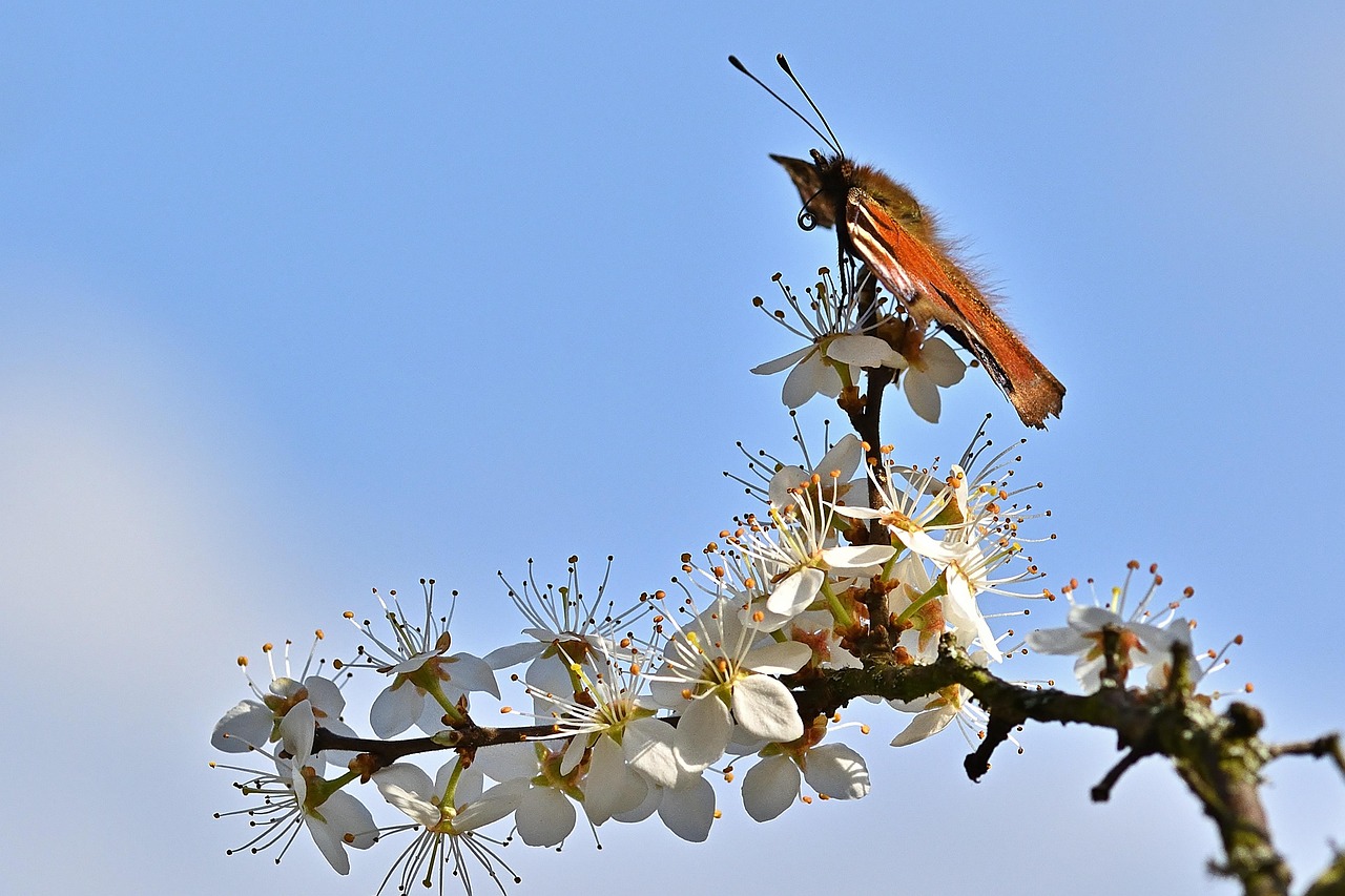 La Nature Le Printemps Paon - Photo gratuite sur Pixabay - Pixabay