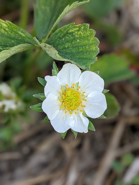 Page 2 - 100,000+ Free White Strawberry & Strawberry Photos - Pixabay