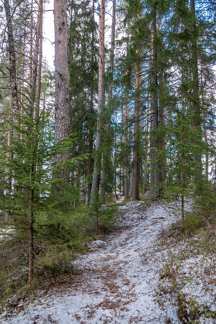 Forêt Le Printemps Soleil - Photo gratuite sur Pixabay - Pixabay