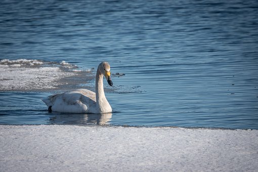 30+ Free Swan Of Finland & Finland Images - Pixabay