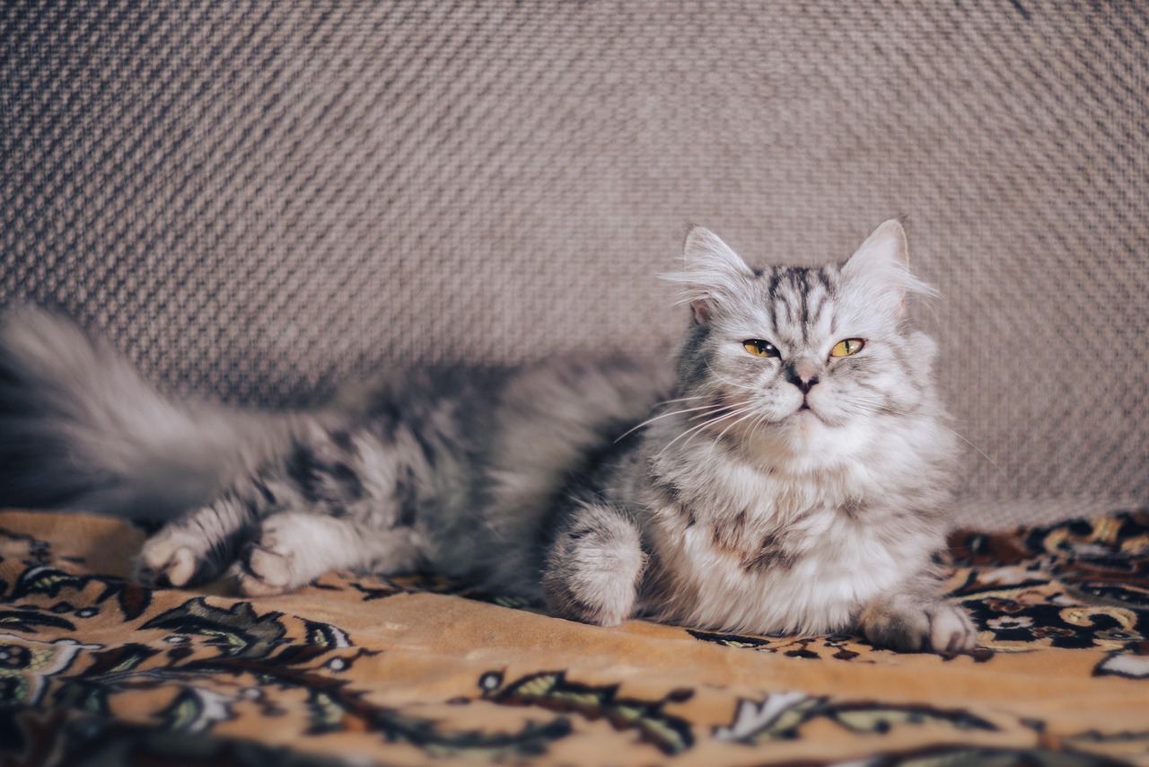 20.000+ kostenlose Persian Cat und Haustier-Bilder - Pixabay