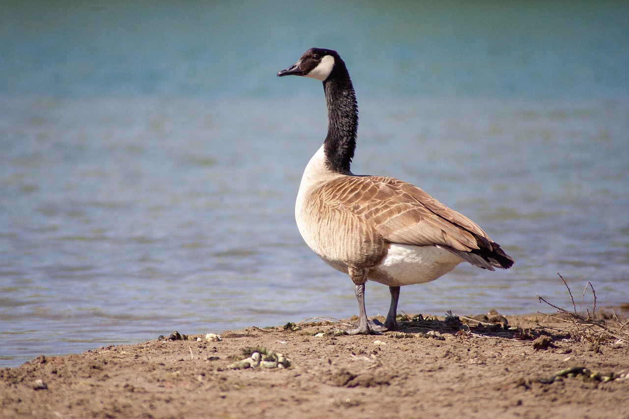 Angsa Danau Air - Foto gratis di Pixabay - Pixabay