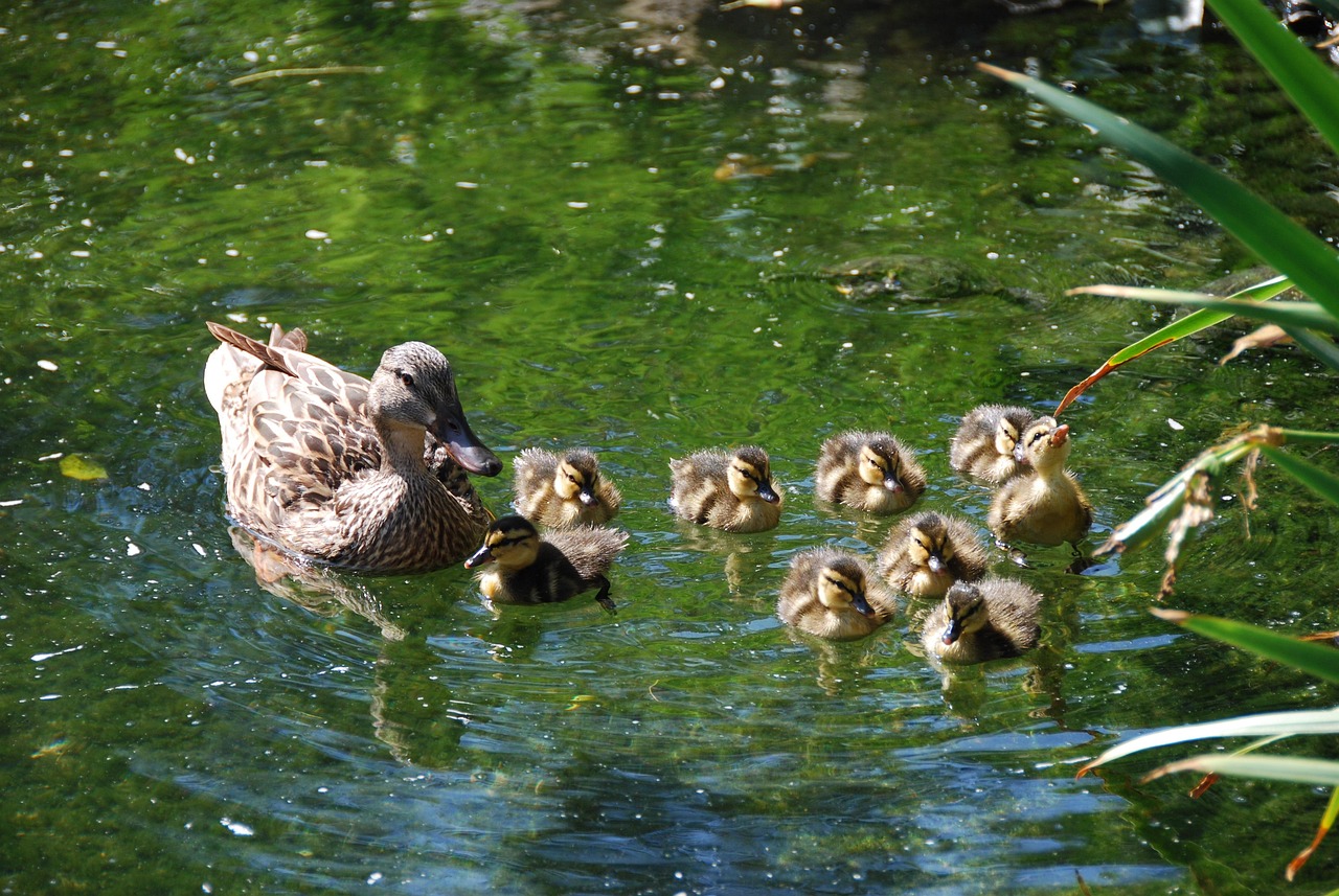 Pato Pollitos Patitos - Foto gratis en Pixabay - Pixabay