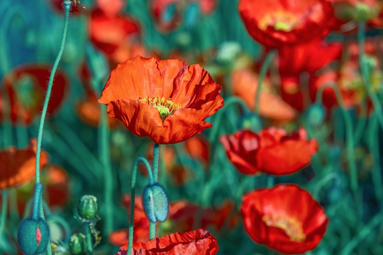 Poppy Flower Blossom - Free photo on Pixabay - Pixabay