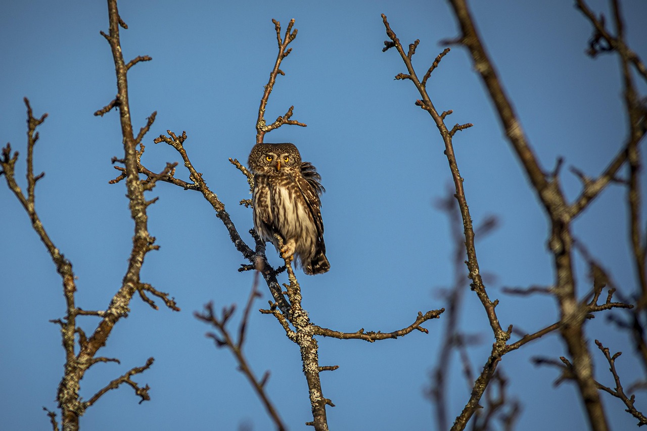Eurasian Pygmy Owl Glaucidium - Free photo on Pixabay - Pixabay