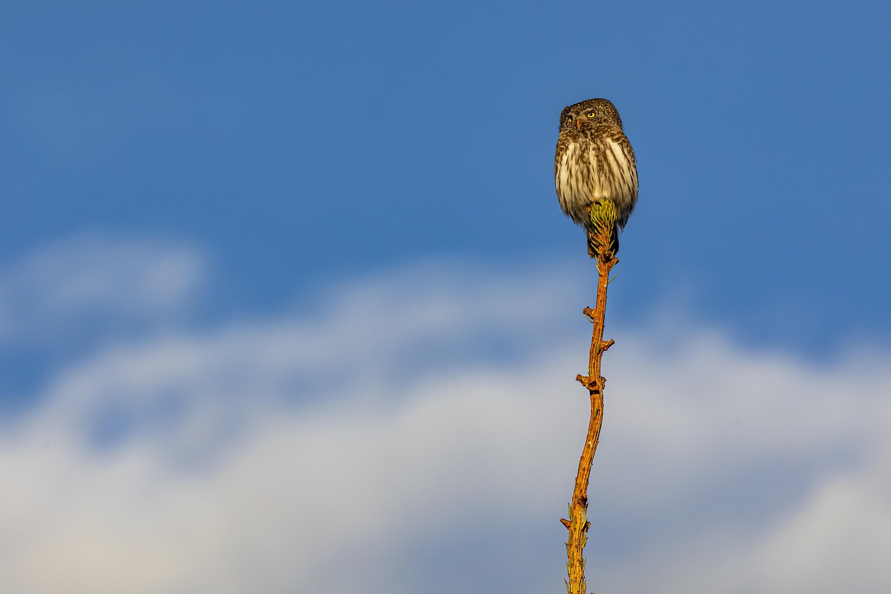 Eurasian Pygmy Owl Glaucidium - Free photo on Pixabay - Pixabay