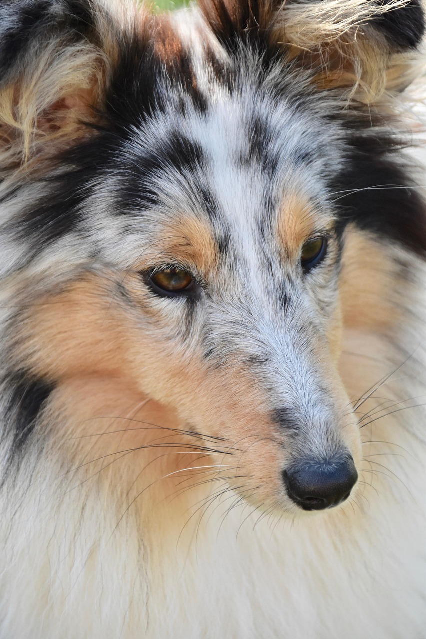Dog Female Shetland Sheepdog - Free photo on Pixabay - Pixabay