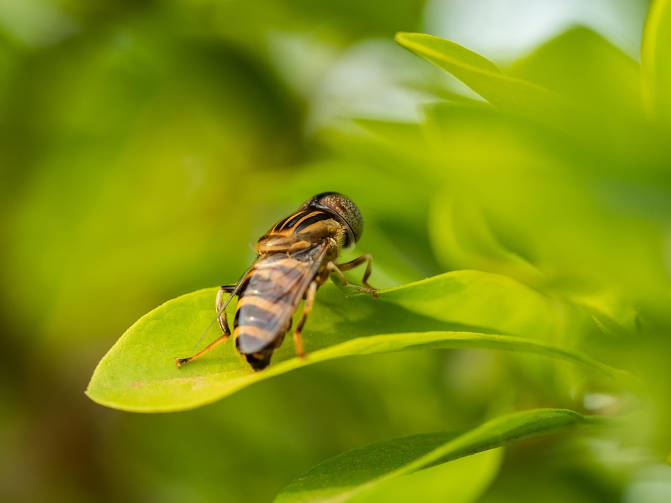 Flies Leaves Trees - Free photo on Pixabay