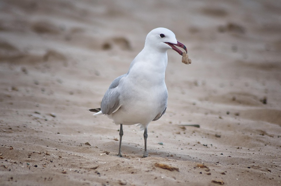 Des Oiseaux Mouette Plage - Photo gratuite sur Pixabay - Pixabay