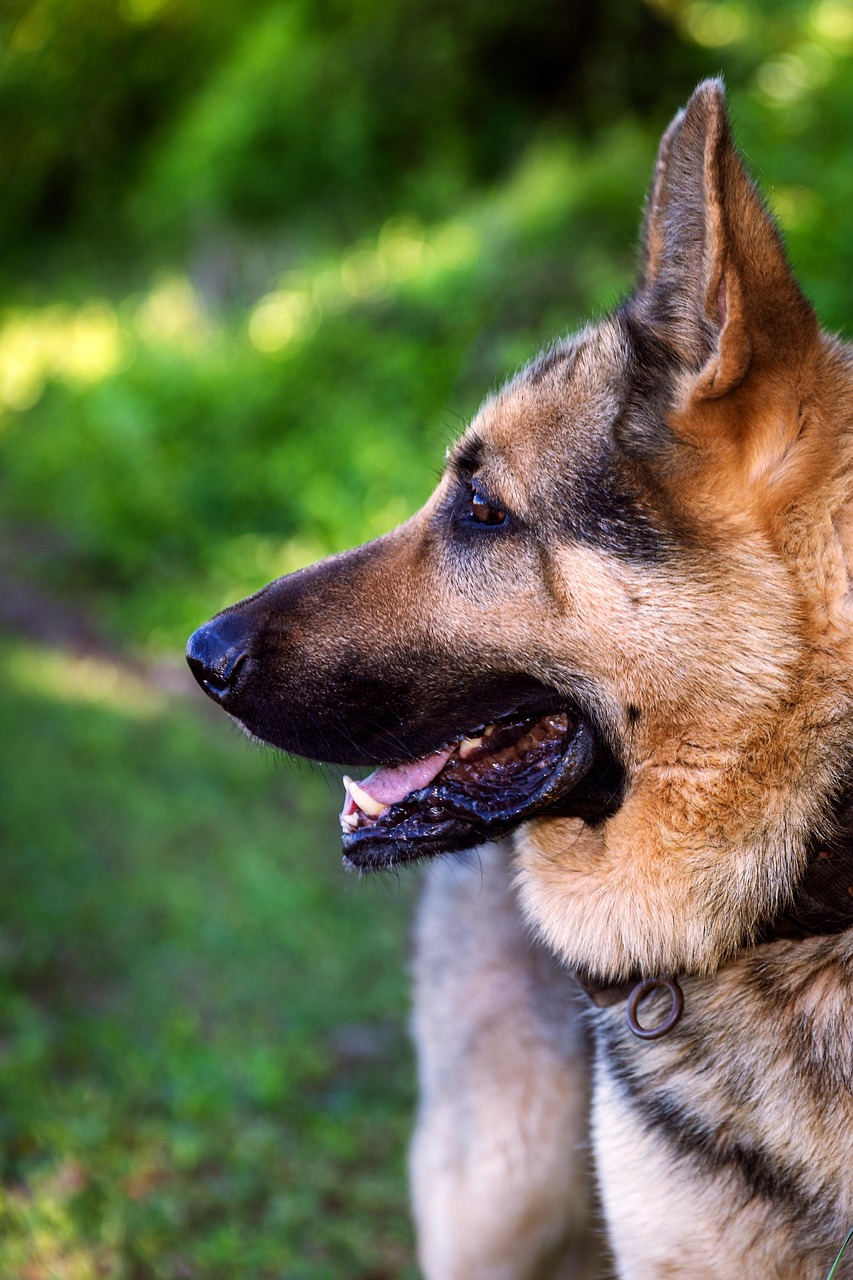1,000+ Free German Shepherd & Dog Images - Pixabay