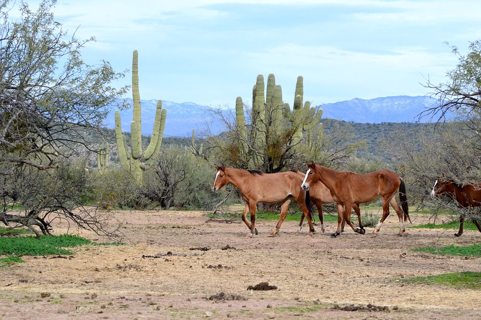 Arizona Wild Horses Salt River - Free photo on Pixabay - Pixabay