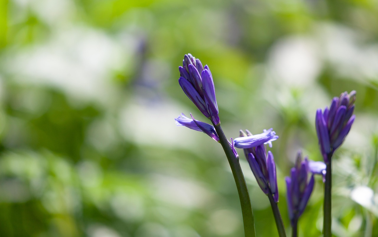 Bluebell Flower Woods - Free photo on Pixabay - Pixabay