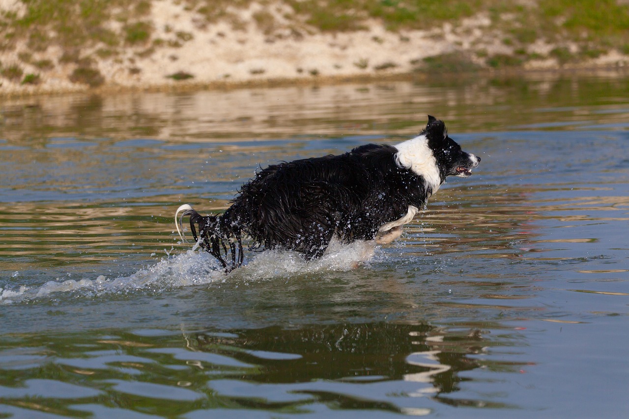 Collie In Water Running - Free photo on Pixabay - Pixabay