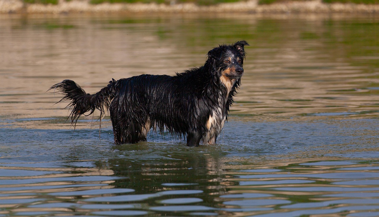 Collie Dalam Air Anjing Berdiri Di - Foto gratis di Pixabay - Pixabay