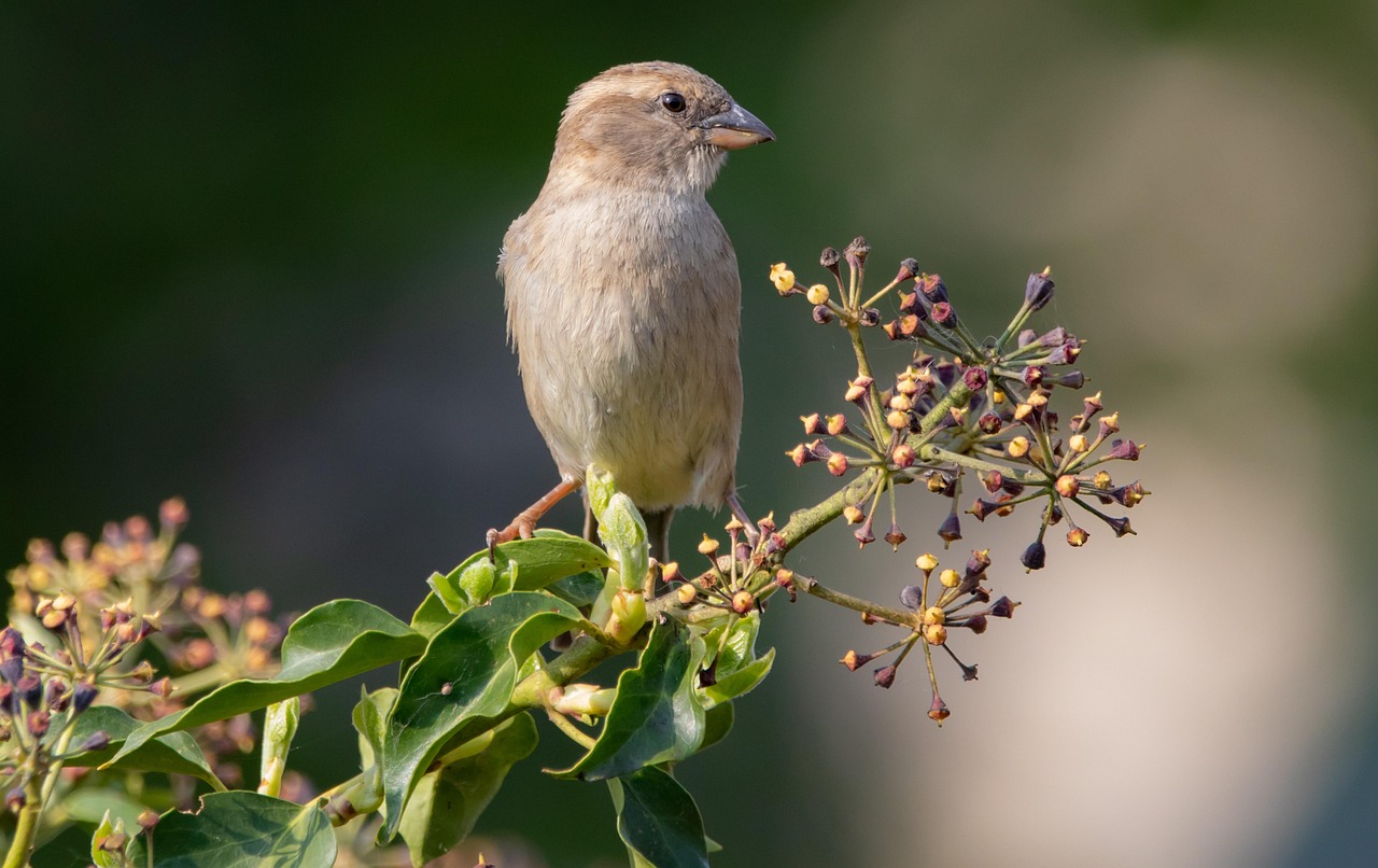 Sparrow On A Green Plant - Free photo on Pixabay - Pixabay