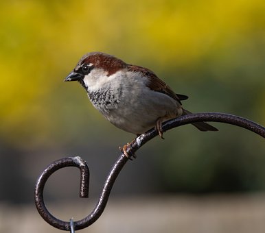 1+ kostenlose Spatz Auf Metall-Bar und Spatz-Bilder - Pixabay