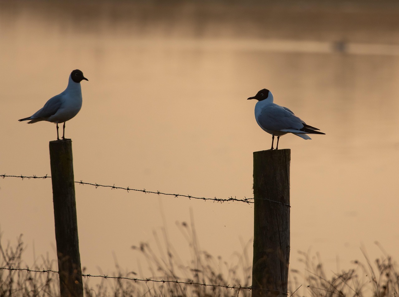 Oiseaux Sur Un Post Des - Photo gratuite sur Pixabay - Pixabay