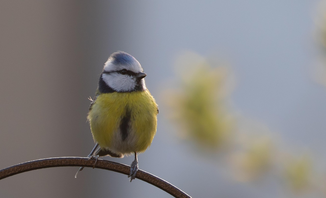 Blue Tit Small Bird Garden - Free photo on Pixabay