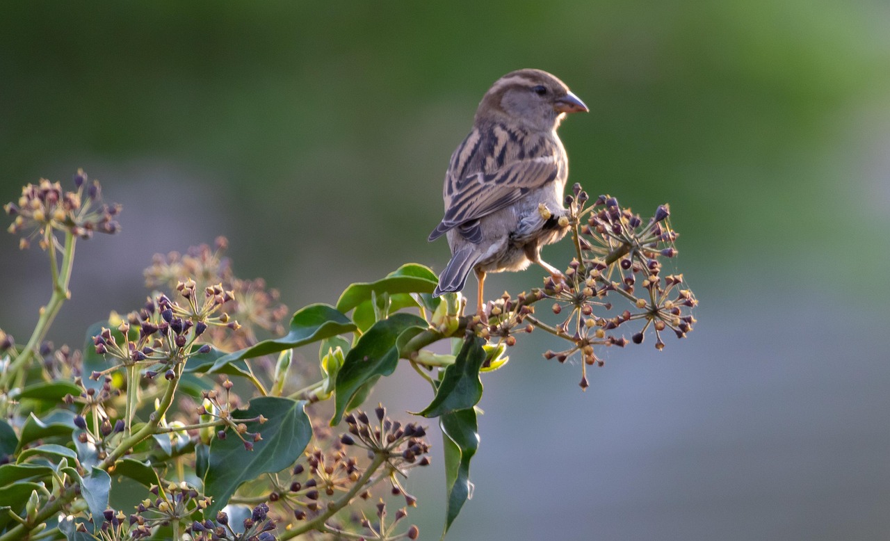 400+ Free Sparrows Spring & Sparrow Images - Pixabay