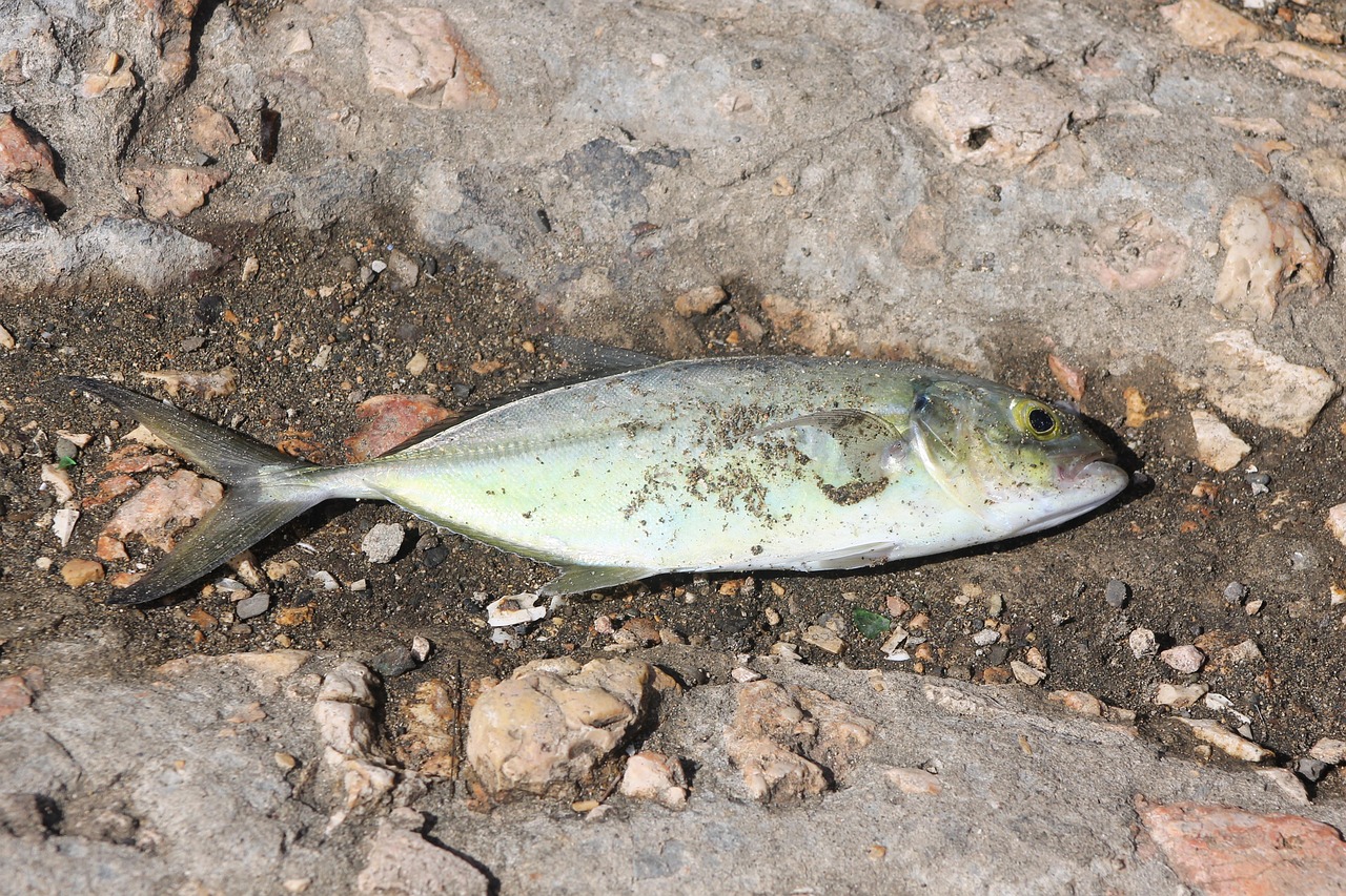 Dead Fish Fishbone - Free photo on Pixabay