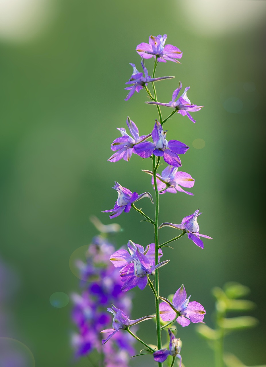 Violet Flower Garden - Free photo on Pixabay - Pixabay