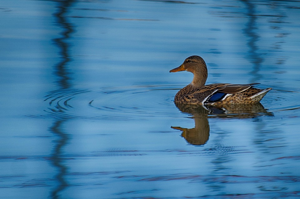 Duck Lake Colofull - Free photo on Pixabay
