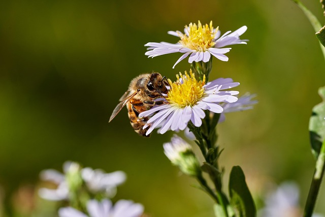 Honey Bee Flowers Nature - Free photo on Pixabay - Pixabay