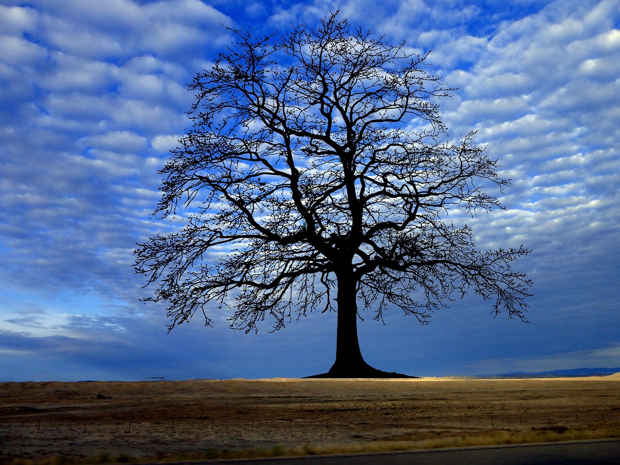 Nature Arbre Ciel - Photo gratuite sur Pixabay - Pixabay