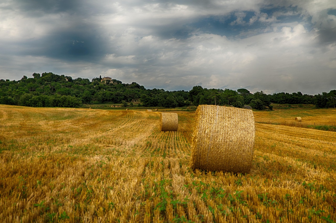 Harvest Field Wheat - Free photo on Pixabay - Pixabay
