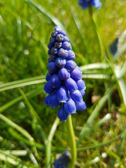 Blue Hyacinth Grape - Free photo on Pixabay