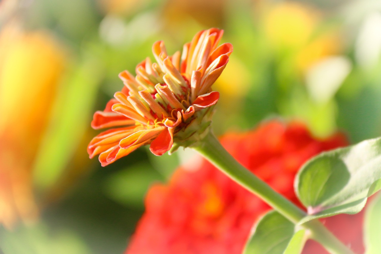 Flor Vistoso Naranja - Foto gratis en Pixabay - Pixabay