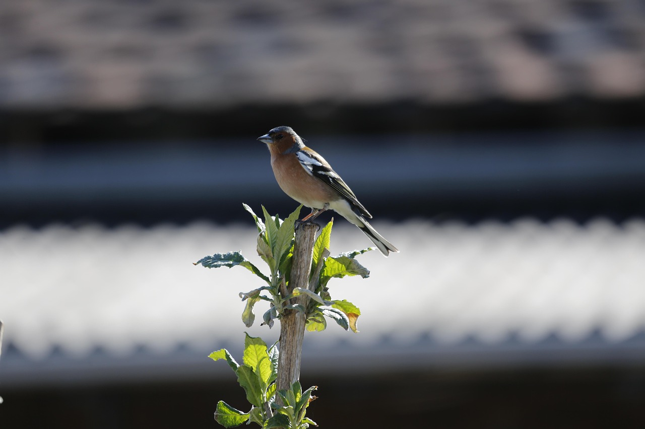 Chaffinch Bird Wild Animal - Free photo on Pixabay - Pixabay