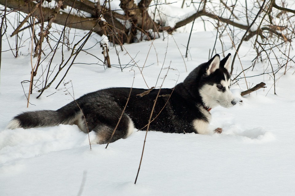 Dog Husky Game - Free photo on Pixabay - Pixabay