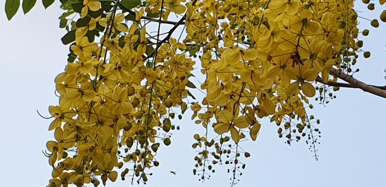 Cassia Fistula Golden Shower - Free photo on Pixabay