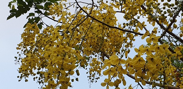 Cassia Fistula Indian Laburnum - Free photo on Pixabay