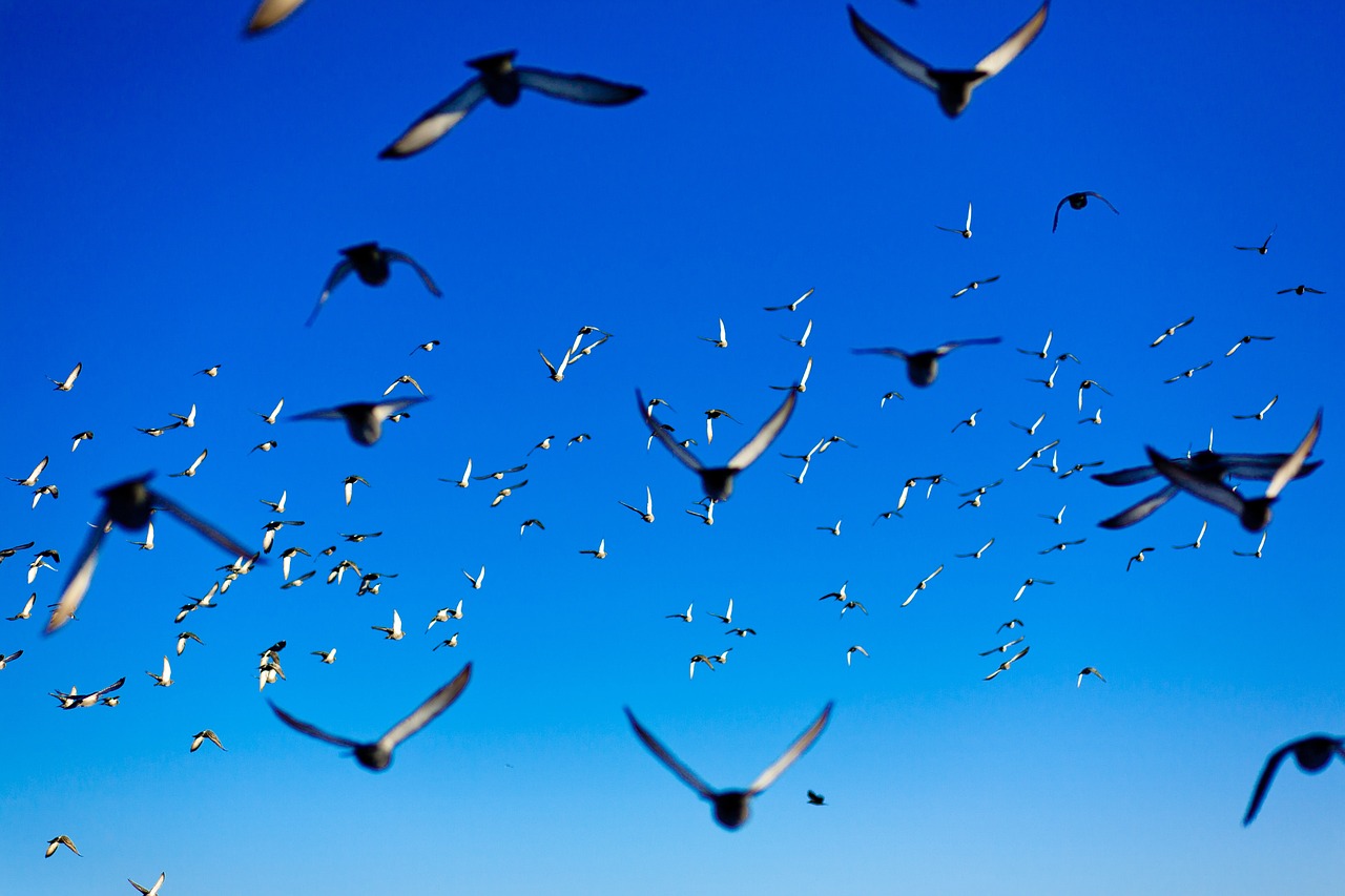 Pigeons Birds Flock - Free photo on Pixabay