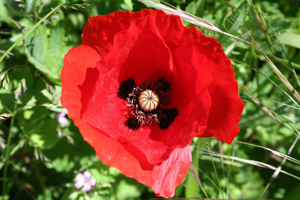 Poppy Bunga Alam - Foto gratis di Pixabay - Pixabay