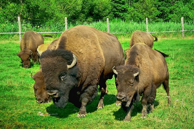 Aurochs Family Animal - Free photo on Pixabay